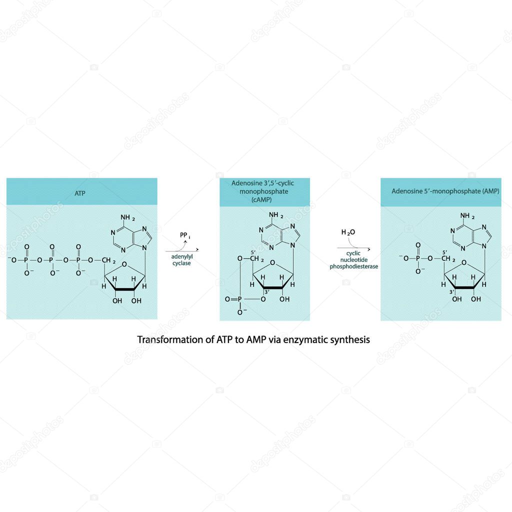 Hidrólisis De Atp A Amp