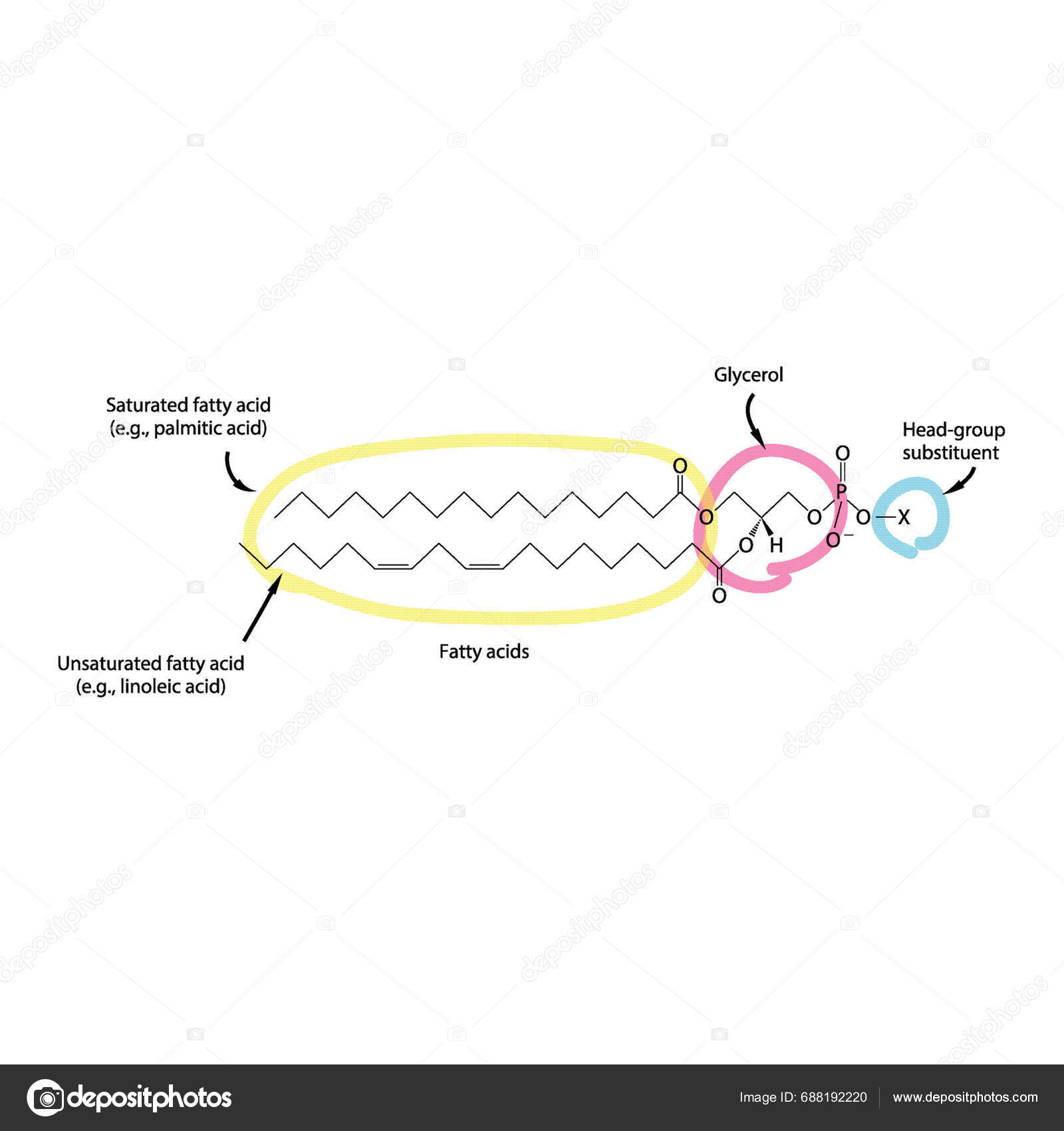 Diagram Showing Schematic Molecular Structure Glycerophospholipids ... Diagram Showing Schematic Molecular Structure Glycerophospholipids ...