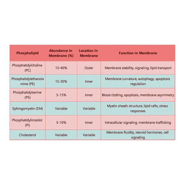 Tabla que muestra los tipos de fosfolípidos, abundancia de membrana y ...