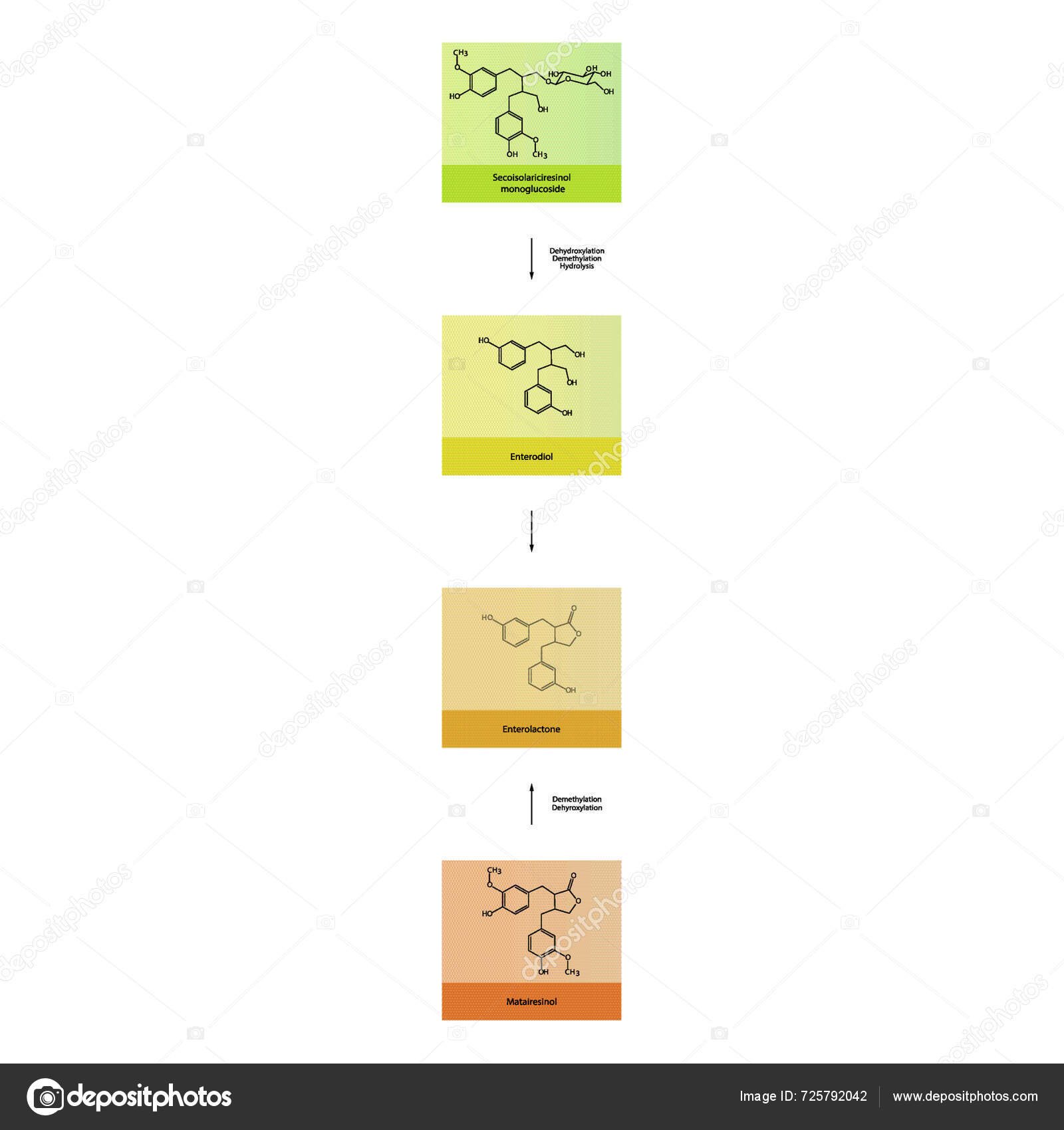 Lingnanların Enterolactone Enterodiol Biyokimyasal Dönüşümünü Gösteren ...