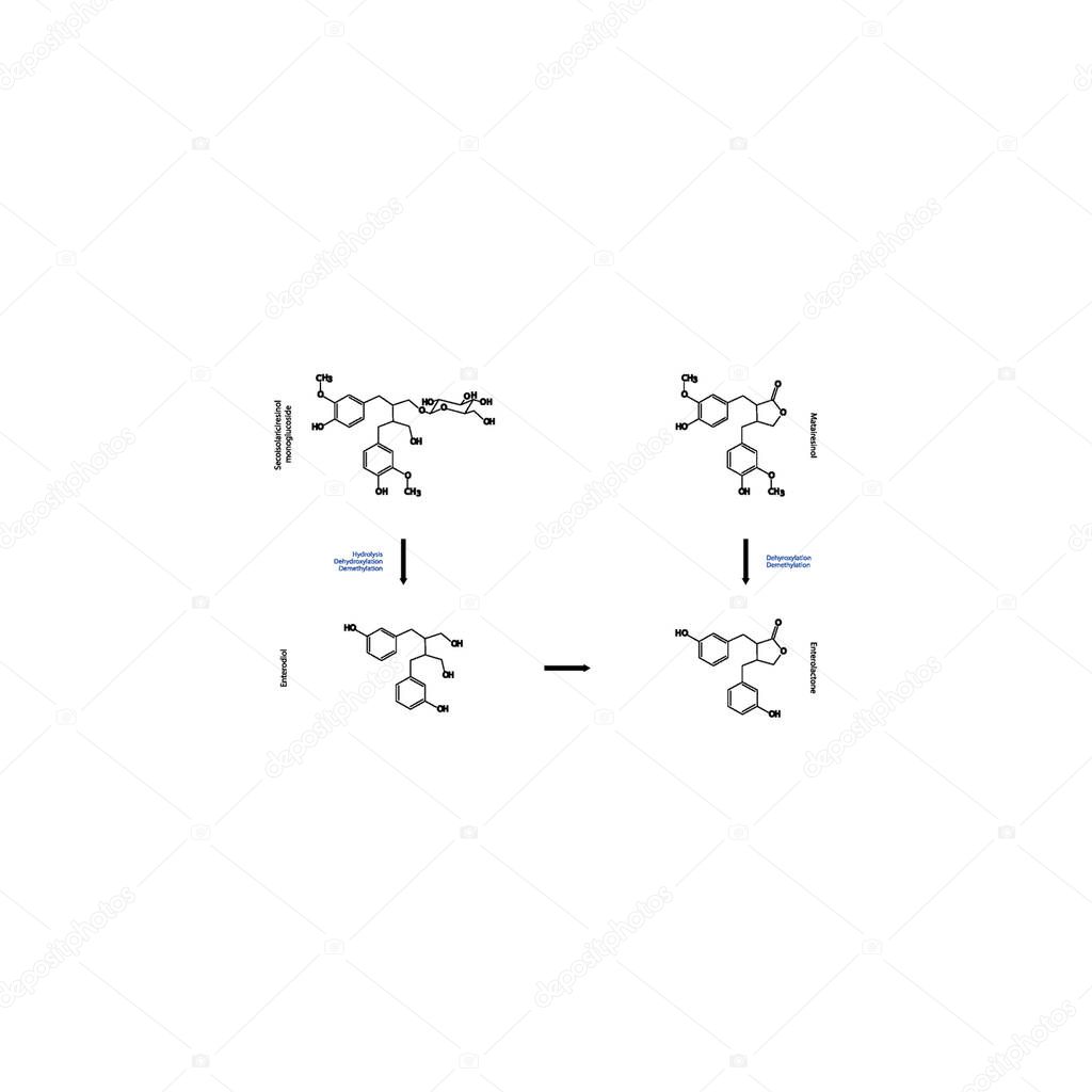Lingnanların Enterolactone Enterodiol Biyokimyasal Dönüşümünü Gösteren ...