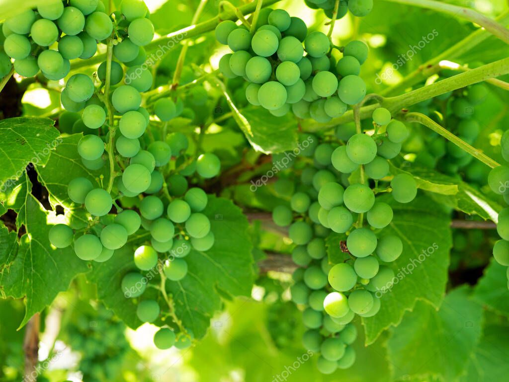 Hermoso racimo de uvas, maduración de uvas en una rama de árbol. 2024