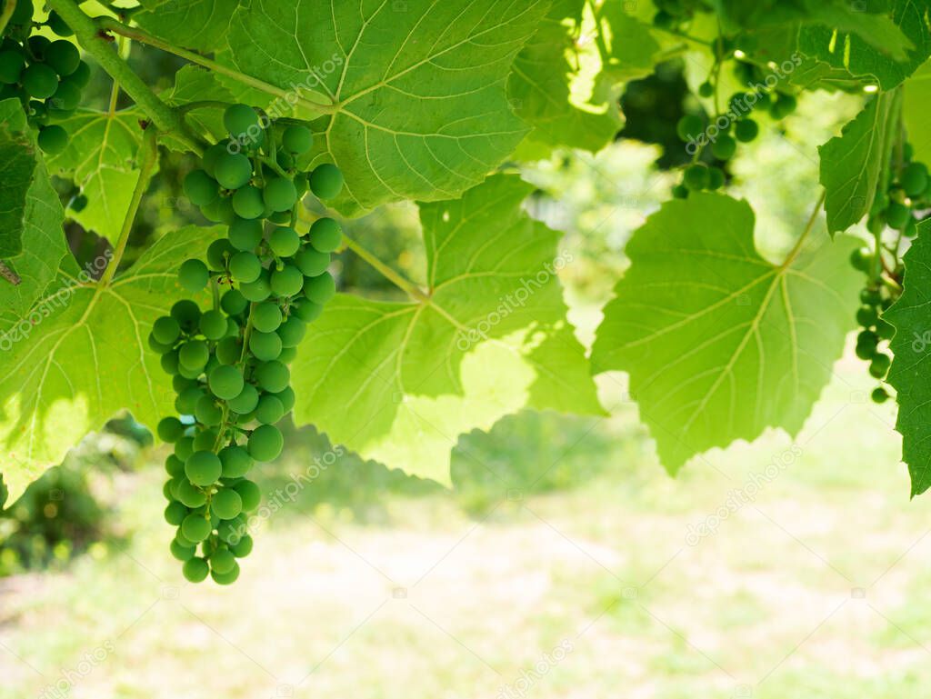 Hermoso racimo de uvas, maduración de uvas en una rama de árbol. 2023