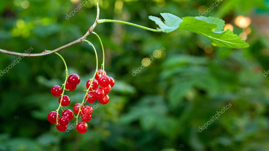 Ramita natural con grosella roja madura en el jardín, baya roja madura ...