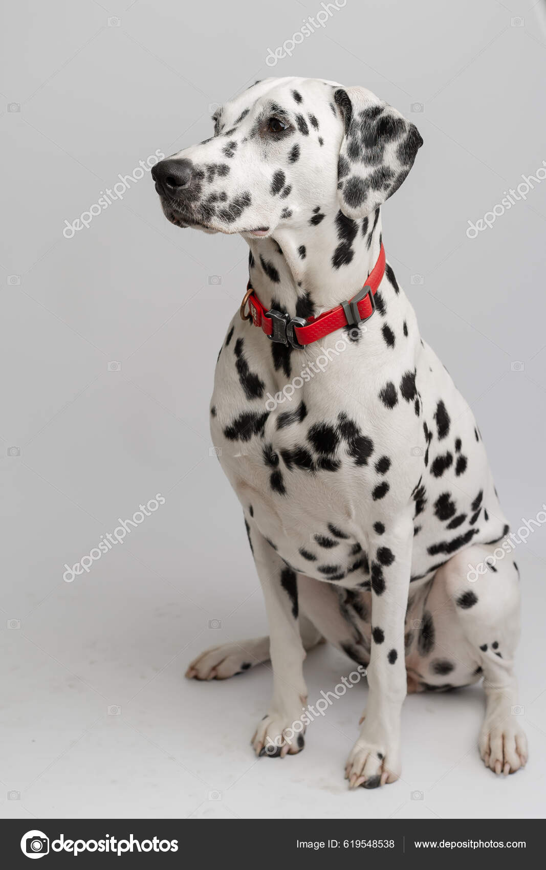 Adult Dalmatian