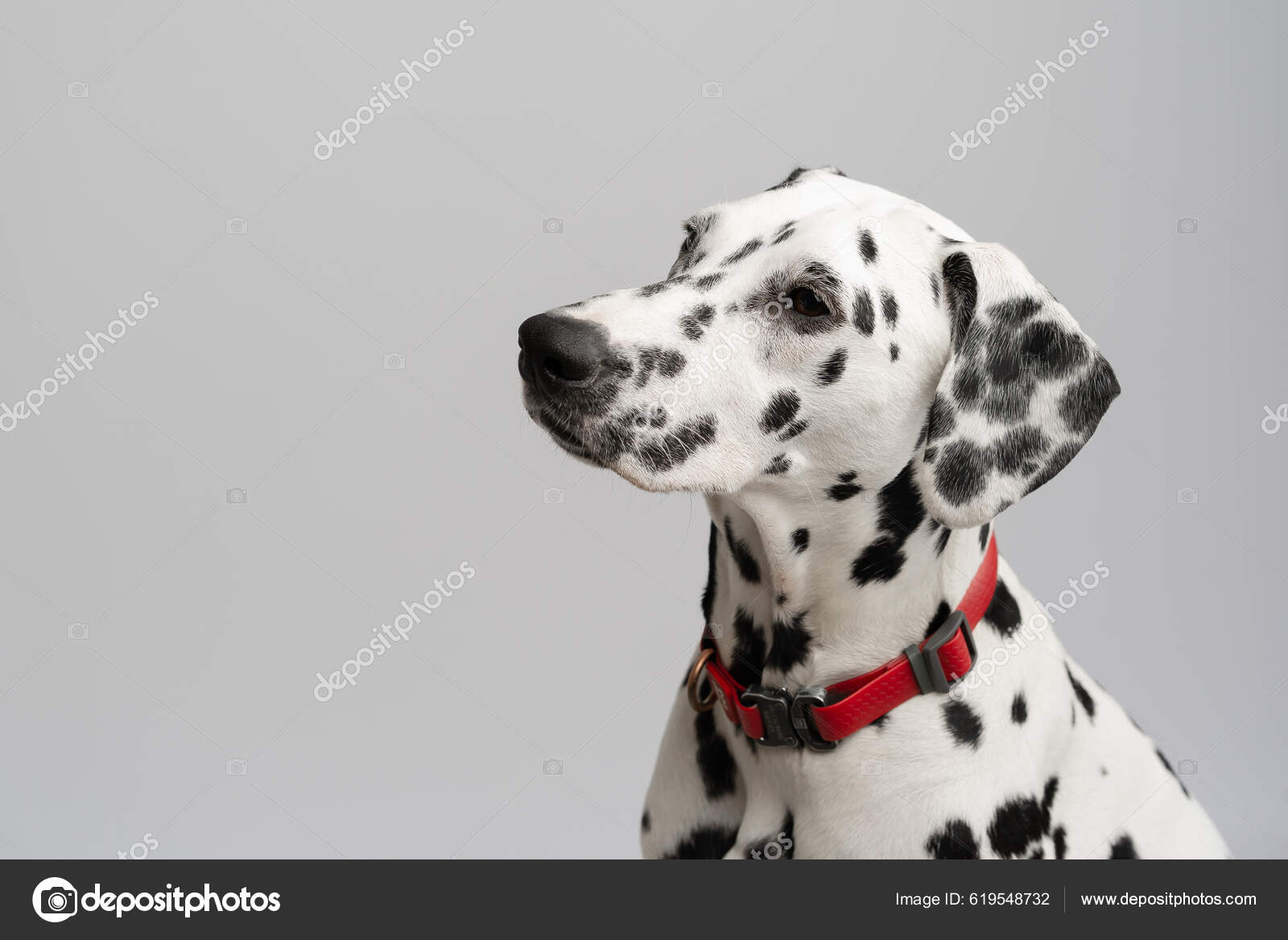 Adult Dalmatian