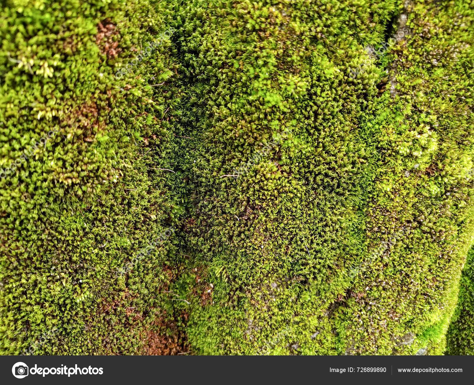 Texture Moss Covering Bricks — Stock Photo © sidoel394 #726899890