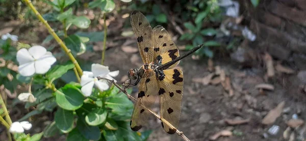 India achar Stock Photos, Royalty Free India achar Images | Depositphotos