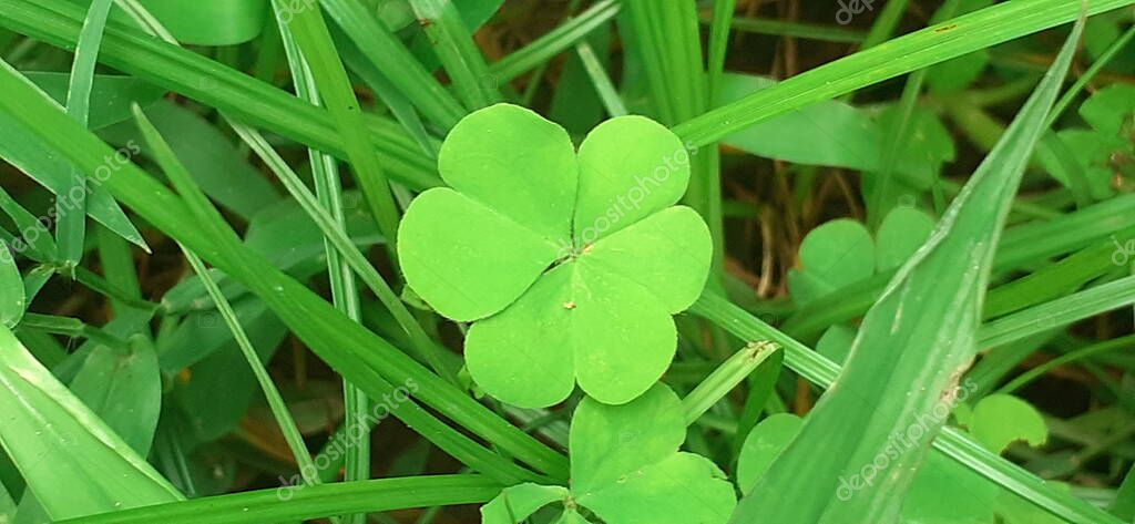 Las hojas del trébol de trébol son trifoliadas, lo que significa que ...