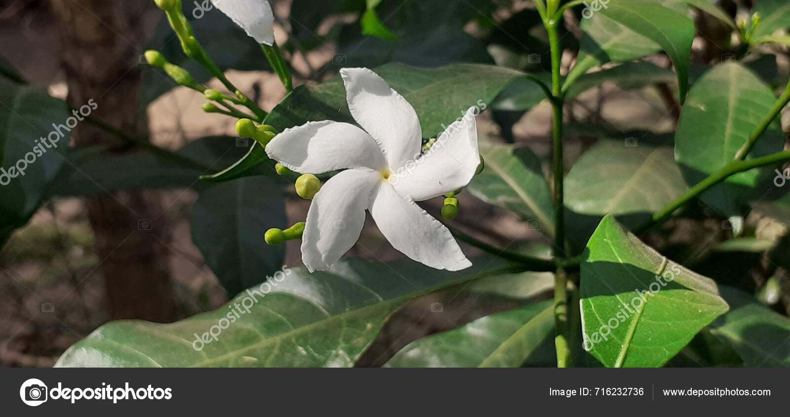 Pinwheel Flower Evergreen Shrub Small Flowering Plant Flower Also ...