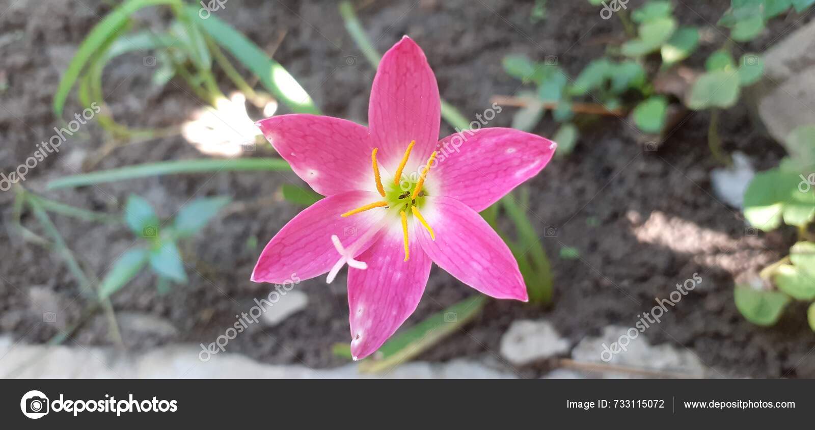 Pink Rain Lily Very Small Flower Also Known Pink Fairy — Stock Photo ...