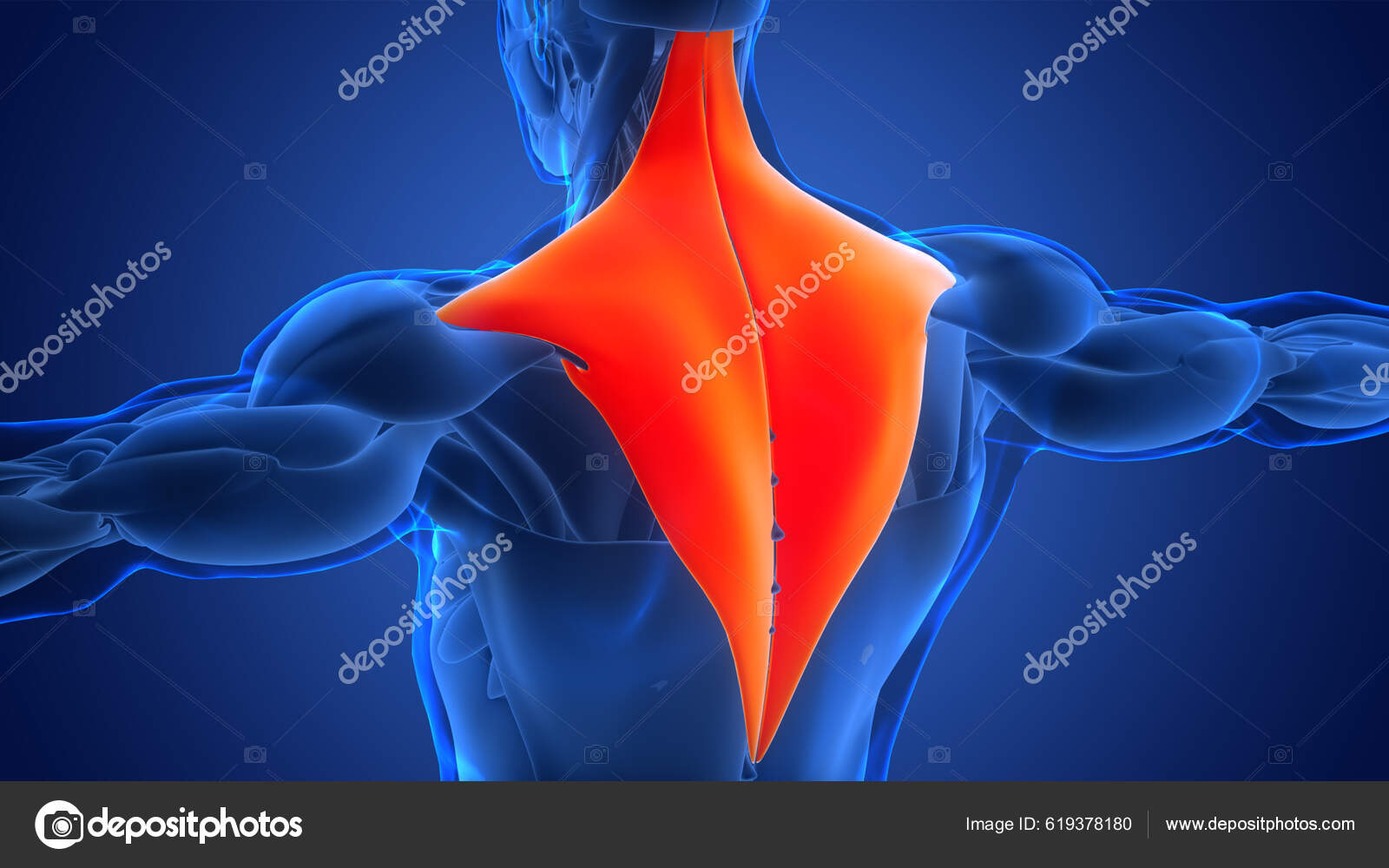 Sistema Muscular Humano Músculos Torso Anatomia Músculo Trapézio fotos ...