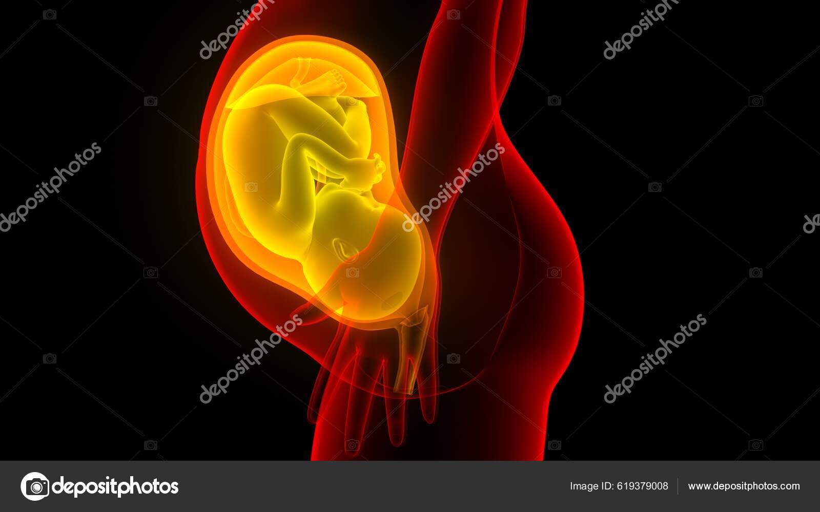 Feto Humano Bebé Anatomía Del Útero: fotografía de stock © magicmine ...