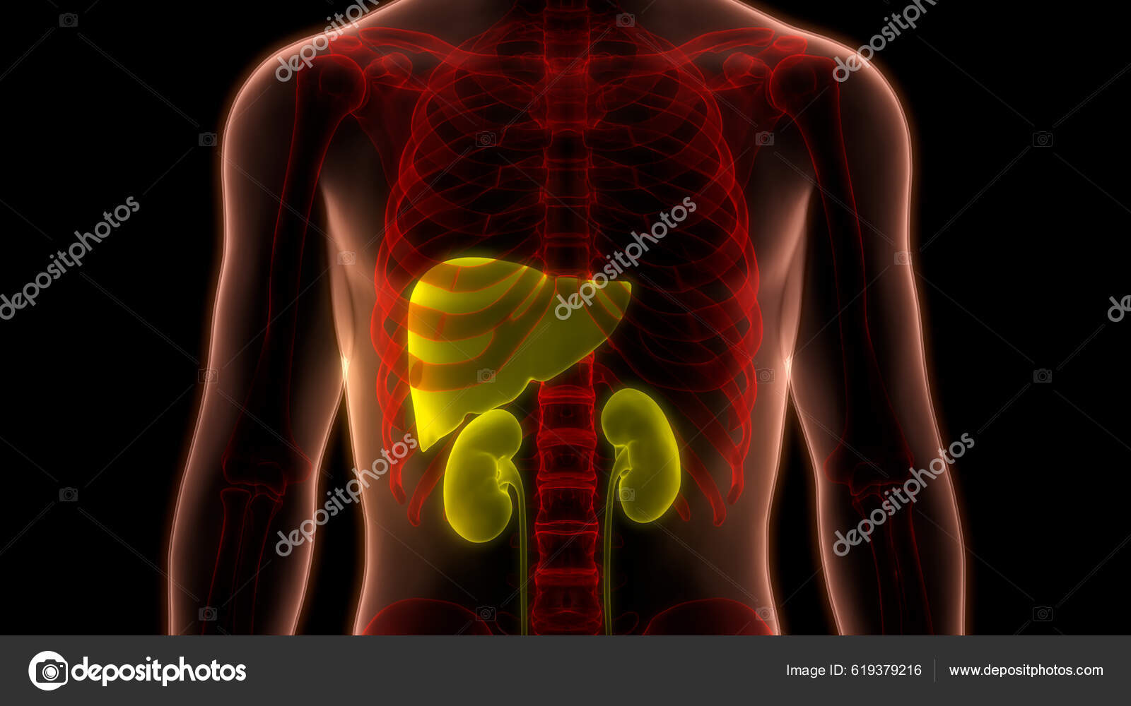 Lidské Vnitřní Orgány Játra Anatomií Ledvin — Stock Fotografie © magicmine #619379216