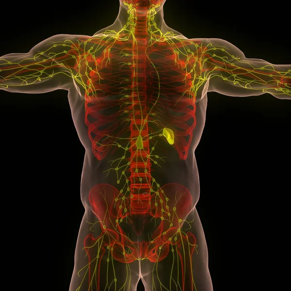 Human Internal System Lymph Nodes Anatomy Stock Photo by ©magicmine ...