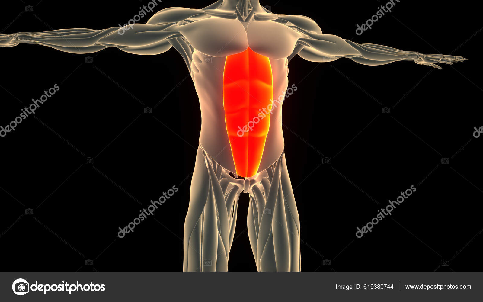 Système Musculaire Humain Muscles Torse Rectus Abdominis Anatomie ...