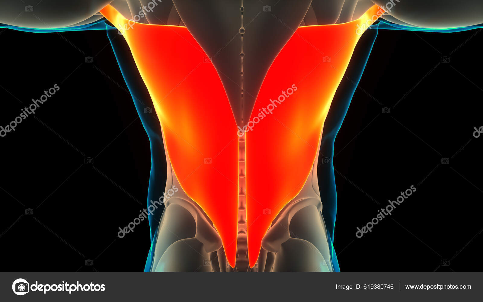 Sistema Muscular Humano Torso Músculos Latissimus Dorsi Anatomía ...