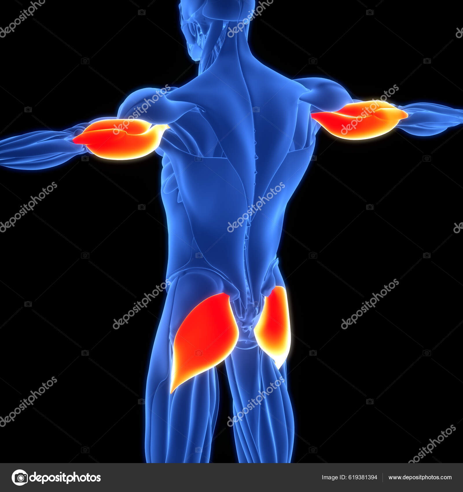 Human Muscular System Triceps Gluteus Maximus Muscles Anatomy Stock ...