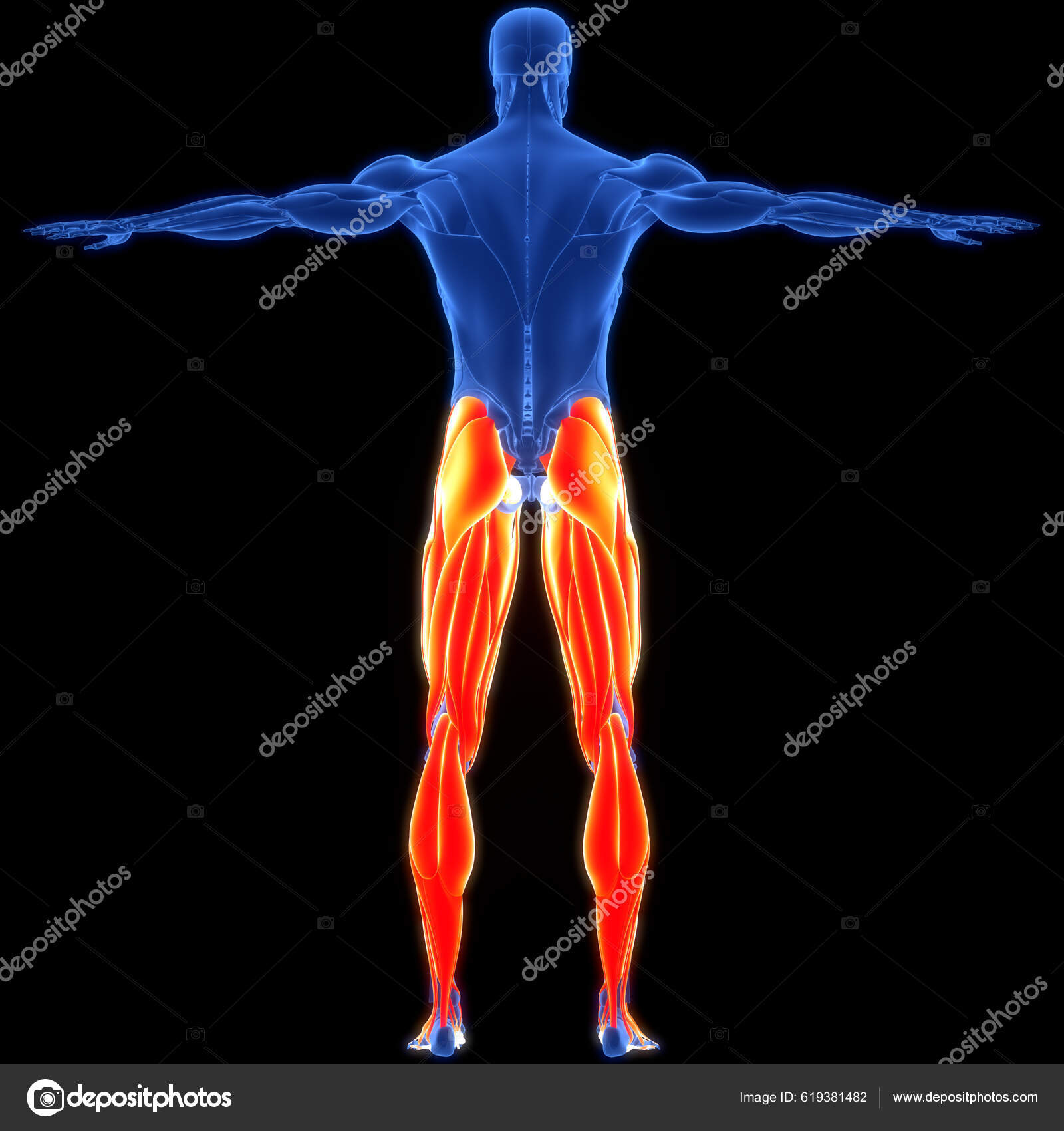 Human Muscular System Legs Muscles Anatomy: fotografía de stock ...