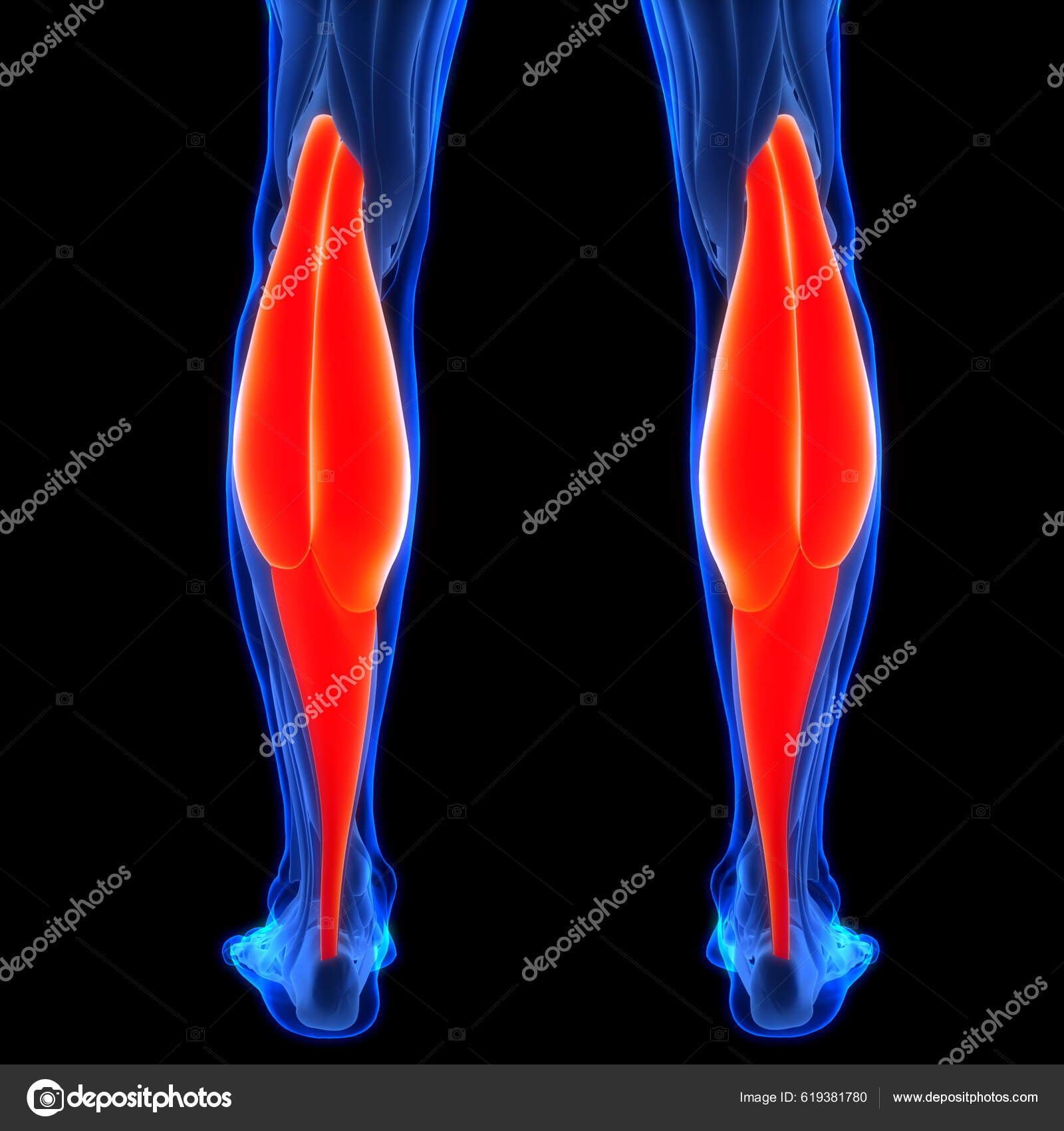 Ihmisen Lihasjärjestelmä Jalat Lihakset Gastrocnemius Lihakset Anatomia ...