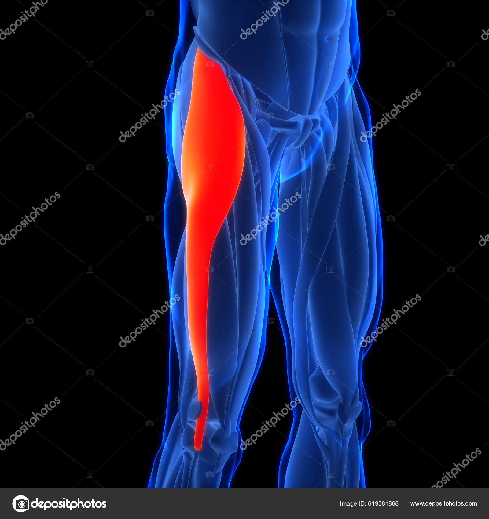 Human Muscular System Leg Muscles Tensor Fasciae Latae Muscles Anatomy ...