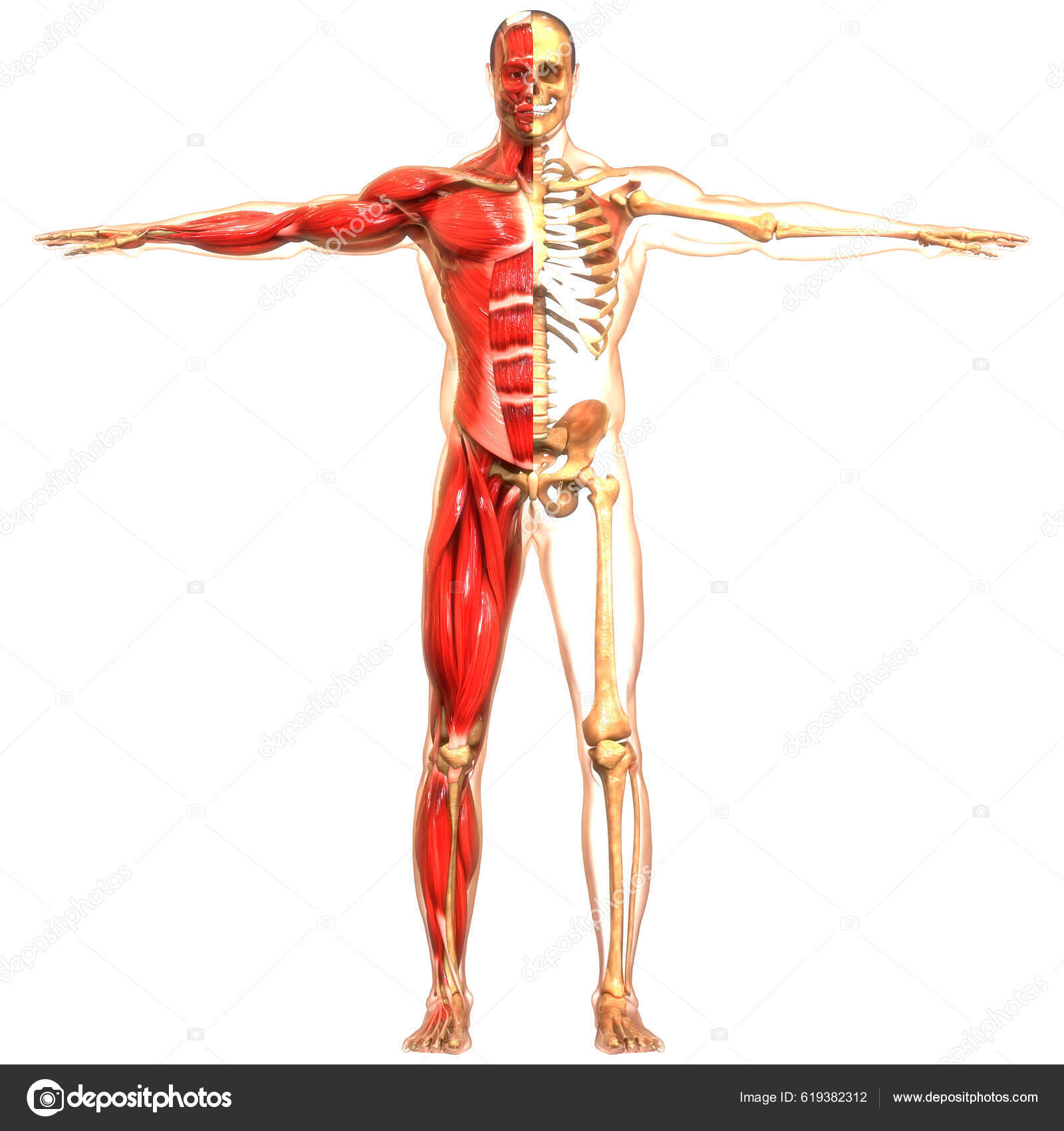 Human Muscular System Skeleton System Anatomy — Stock Photo © magicmine ...