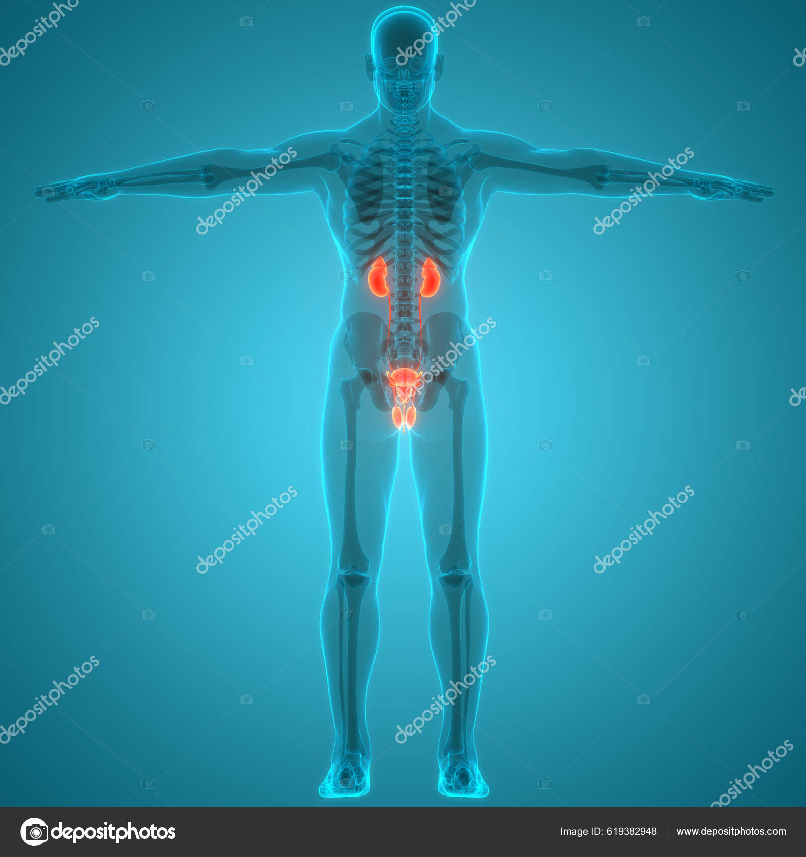 Anatomia Bexiga Sistema Urinário Humano fotos, imagens de © magicmine ...