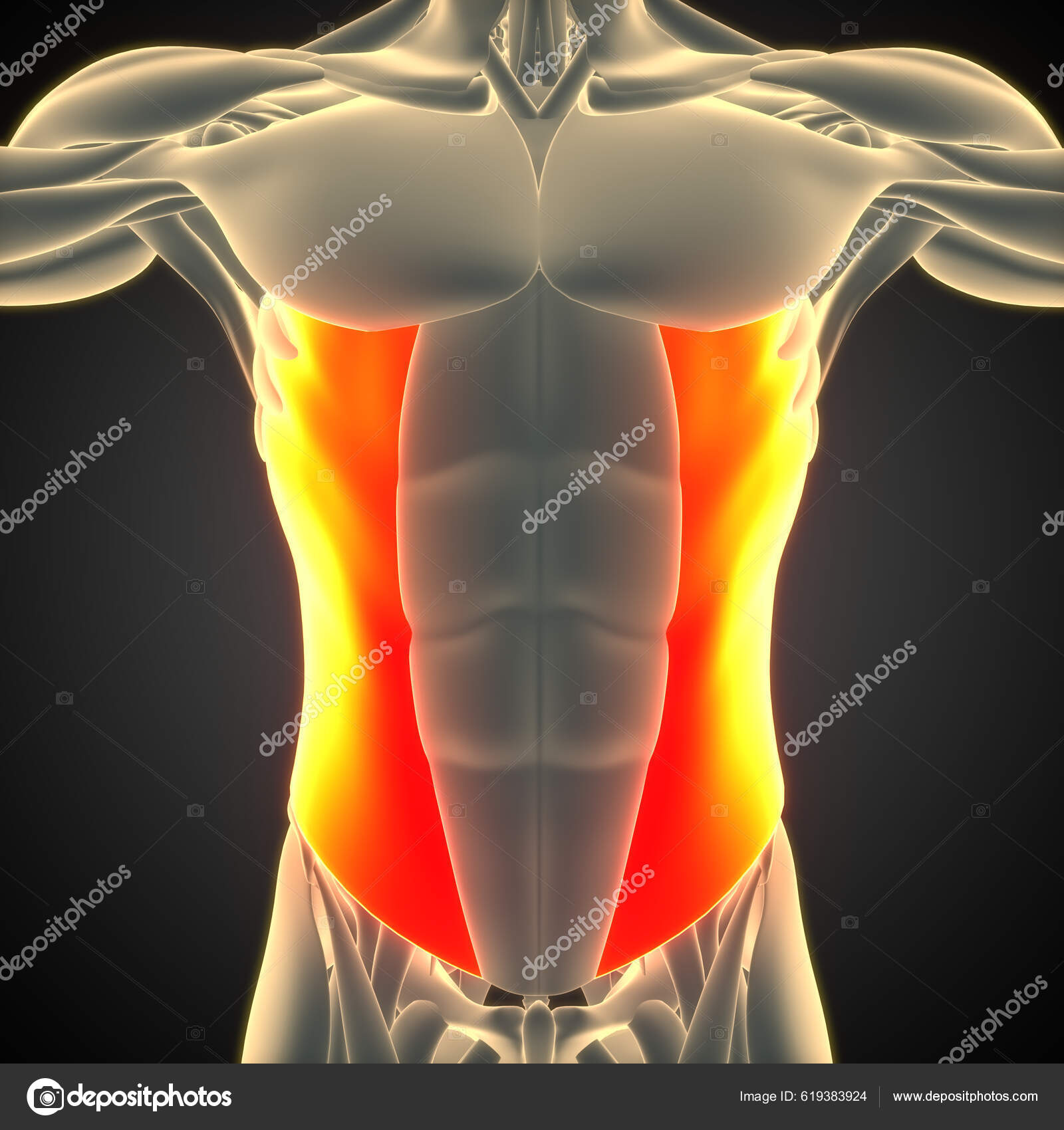 Sistema Muscular Humano Músculos Torso Anatomia Oblique Externa ...