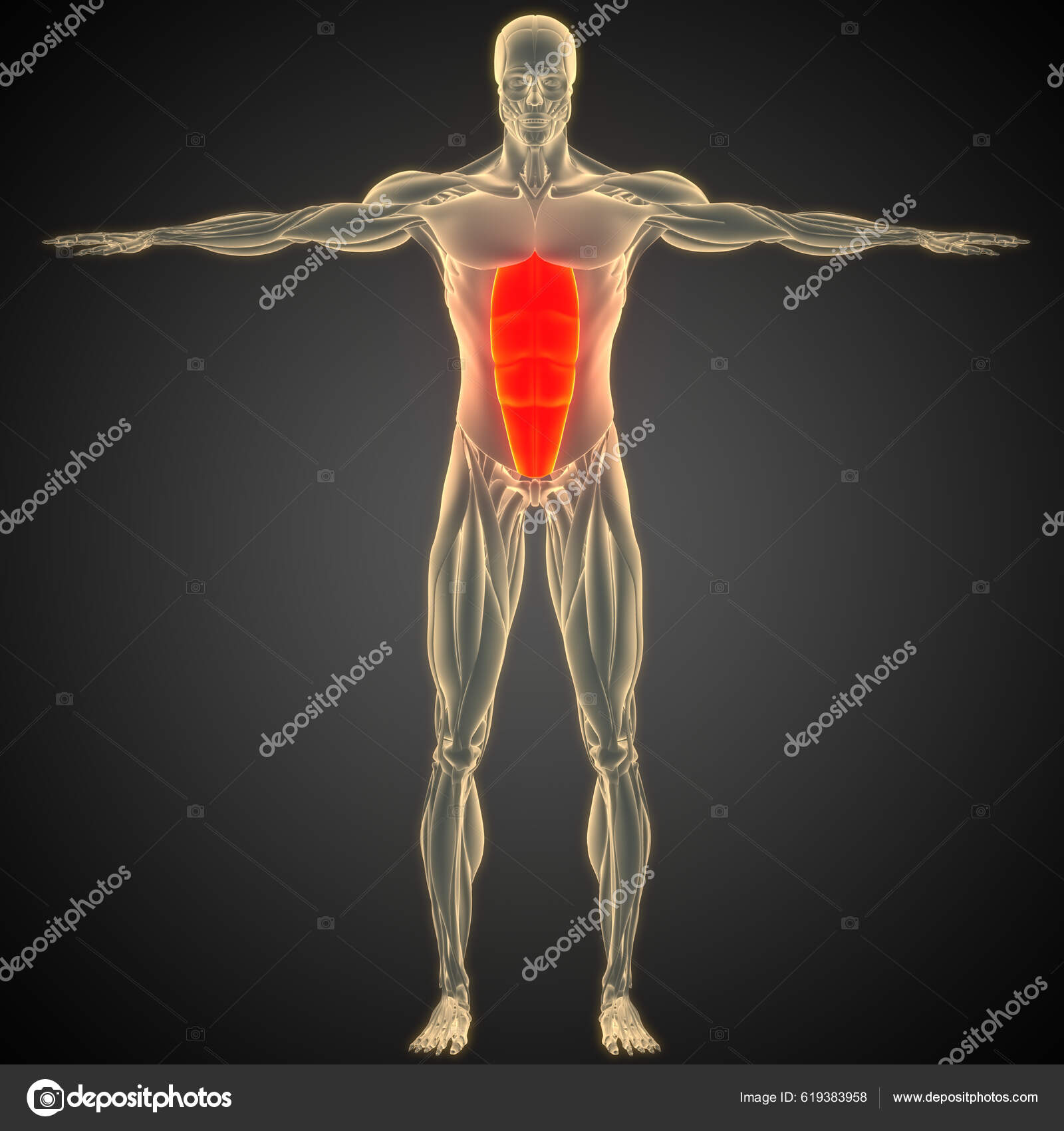 Sistema Muscular Humano Músculos Del Torso Anatomía Muscular Del Recto ...