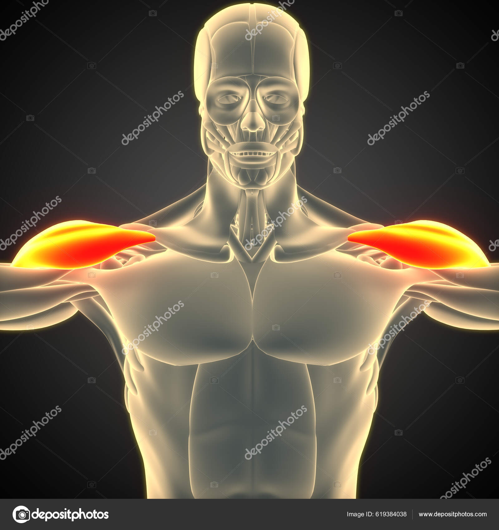 Menneskelige Armmuskler