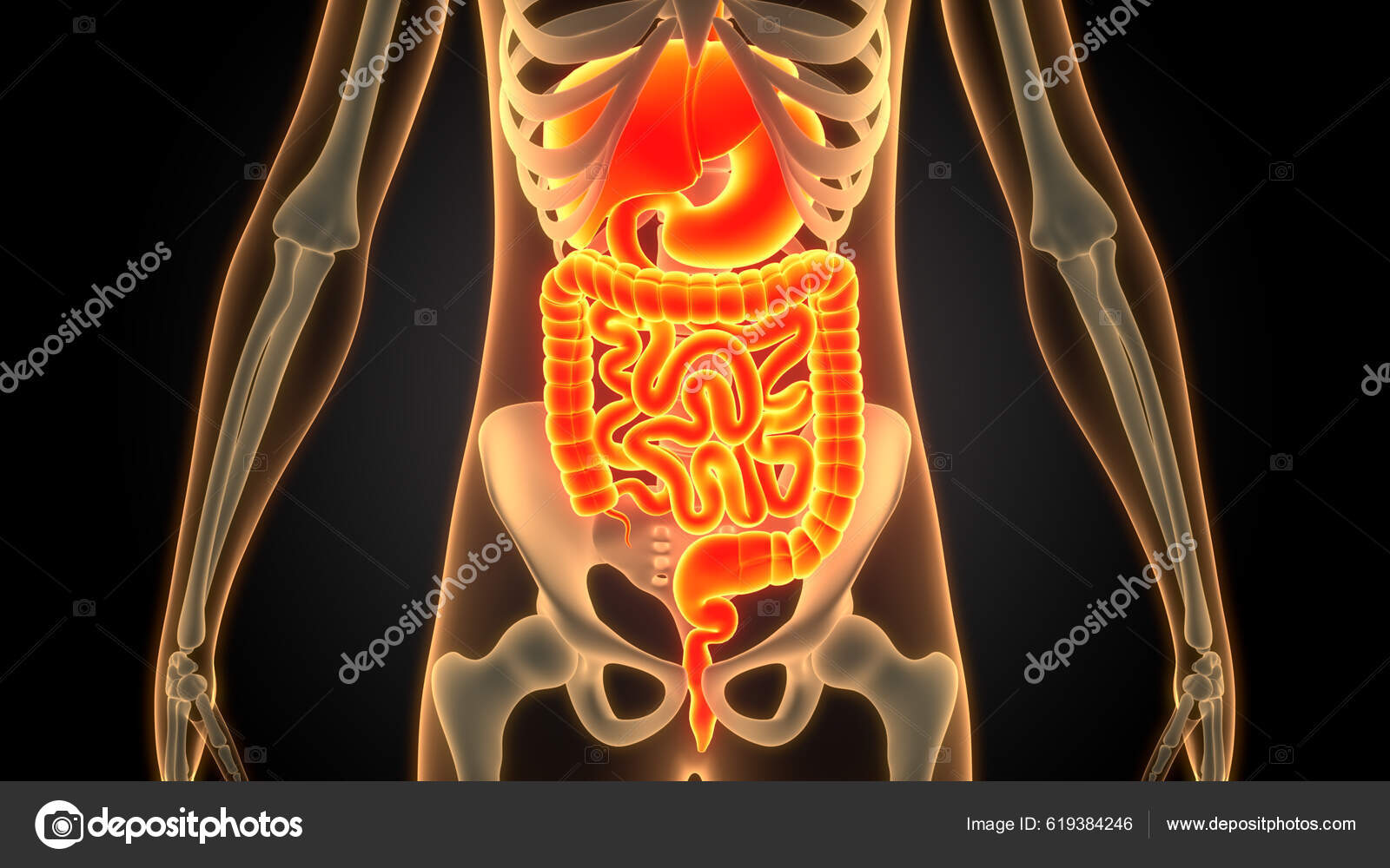 Human Digestive System Anatomy — Stock Photo © magicmine #619384246
