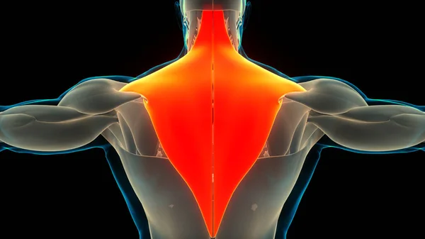 Menselijk Spierstelsel Torso Spieren Pectorale Spieren Anatomie ⬇ ...