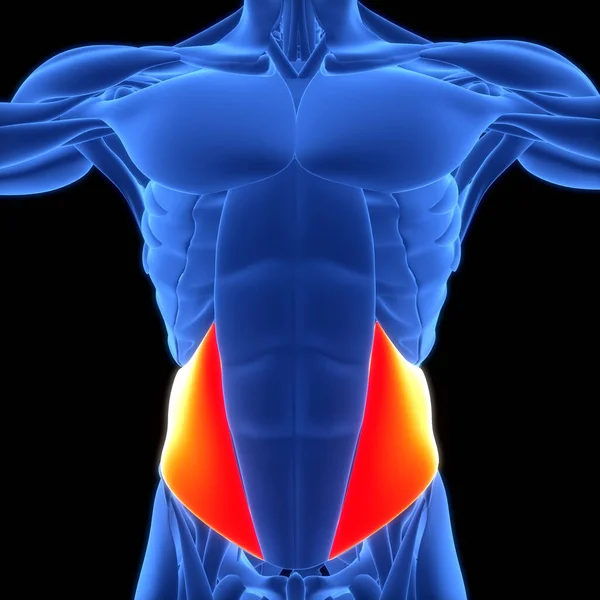 Anatomia Dos Músculos Tronco Sistema Muscular Humano — Fotografias de ...