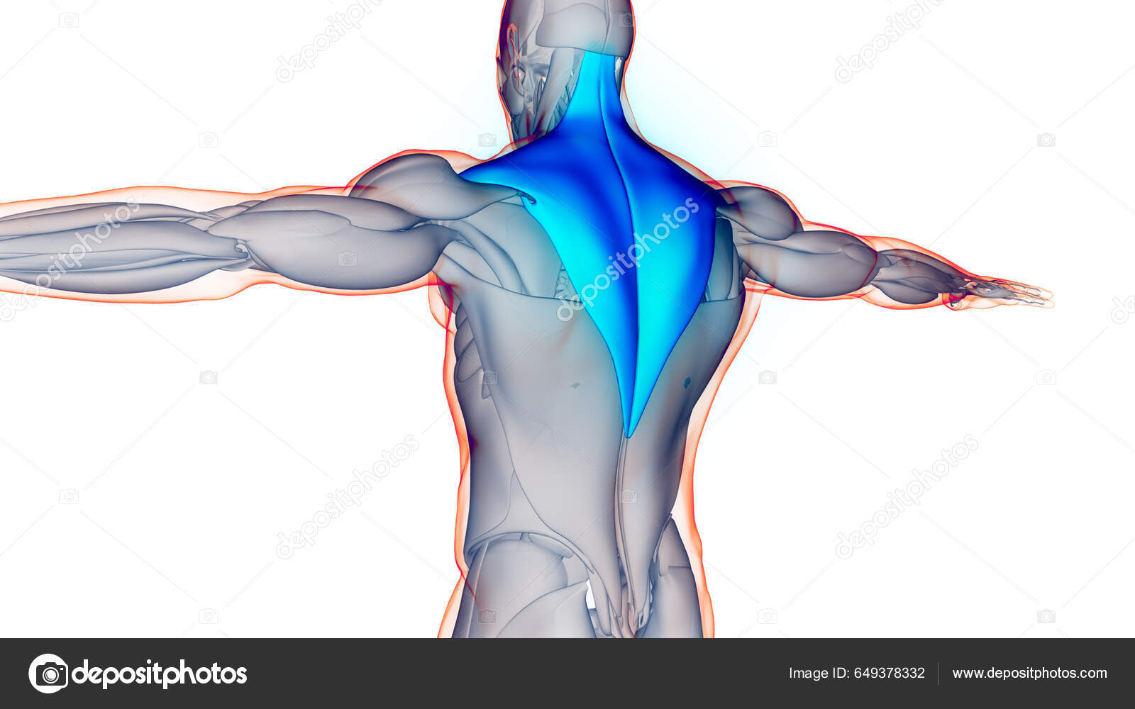 Menschliches Muskelsystem Torso Muskeln Trapezius Muskel Anatomie ...