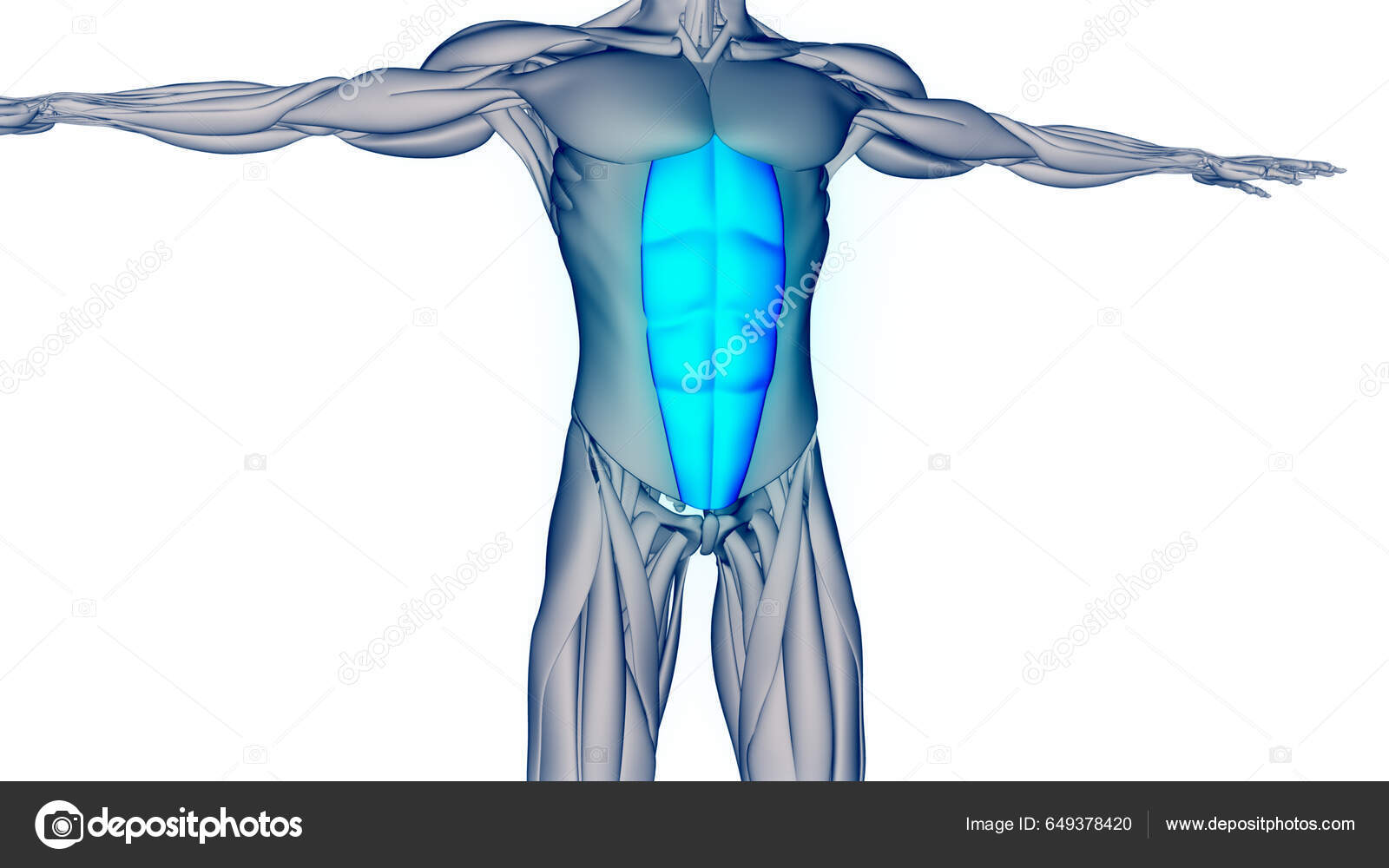 Ανθρώπινο Μυϊκό Σύστημα Torso Μύες Rectus Abdominis Μυϊκή Ανατομία ...