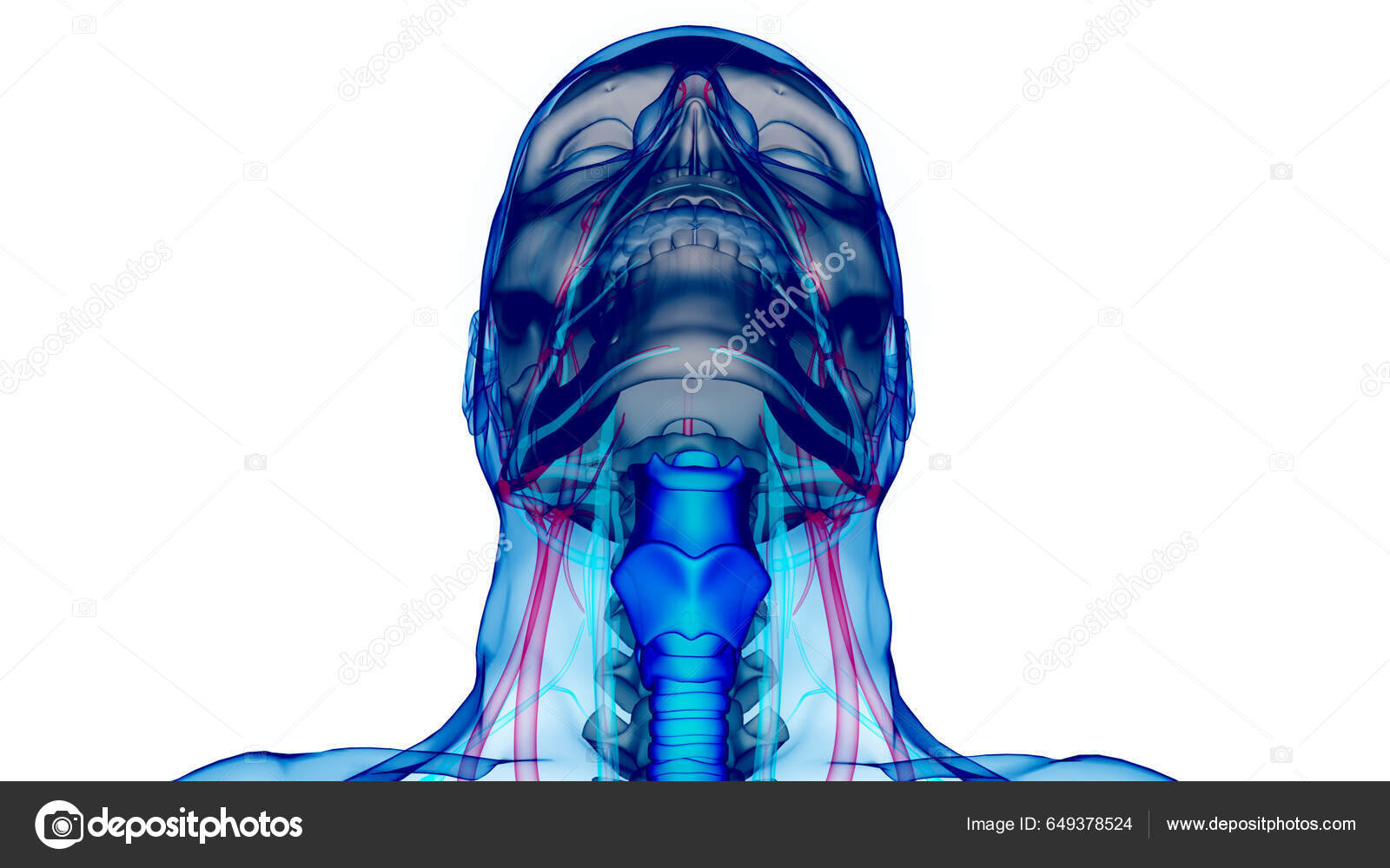 Pharynx Anatomy Function In Respiratory System