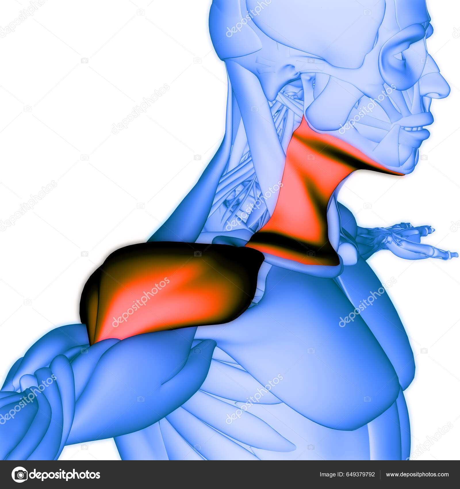 Human Muscular System Deltoideus Platysma Muscles Anatomy Stock Photo ...