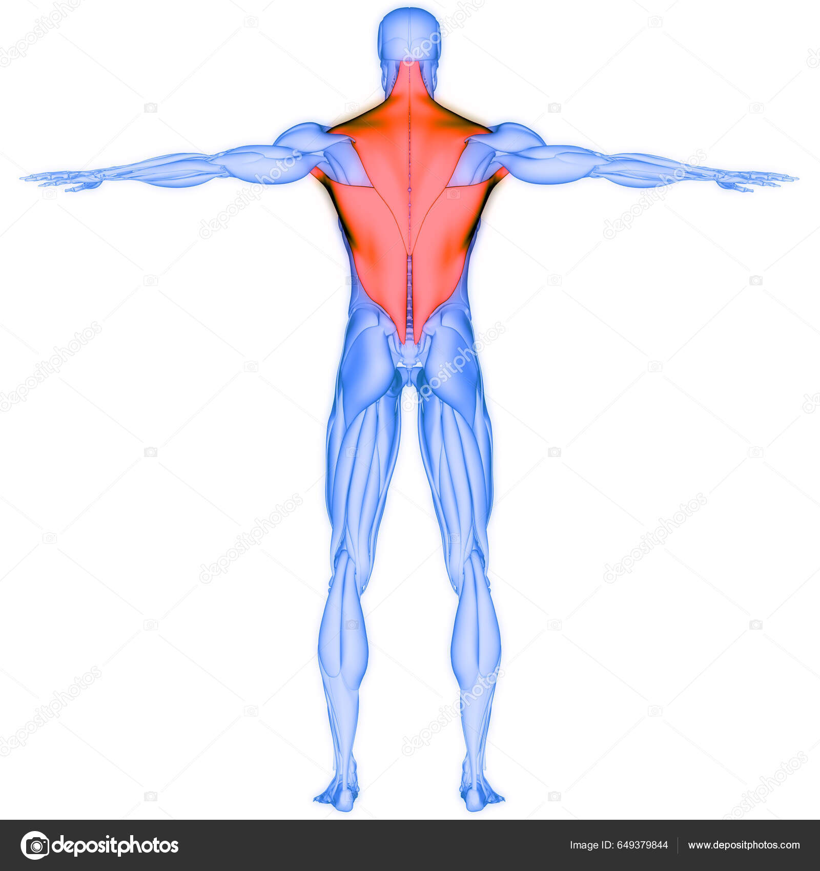 Human Muscular System Torso Muscles Anatomy — Foto Stok © magicmine ...