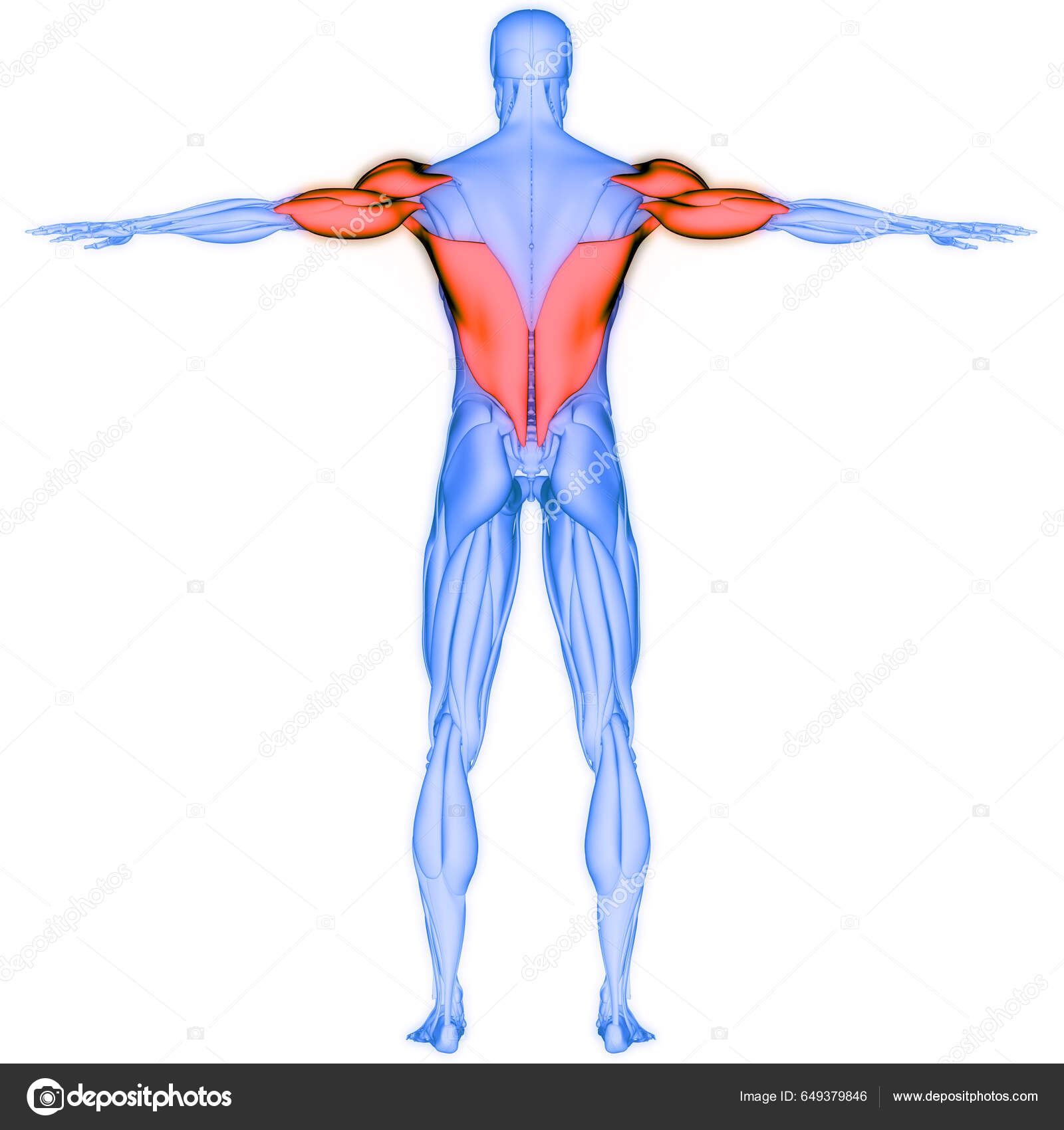 Människans Muskelsystem Deltoideus Triceps Och Latissimus Dorsi Muskler ...
