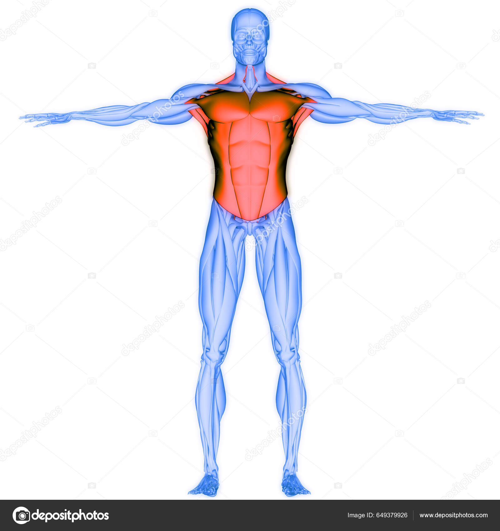 Human Muscular System Torso Muscles Anatomy — Stock Photo © magicmine ...