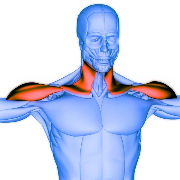Ihmisen Lihasjärjestelmä Vartalo Lihakset Pectoral Lihakset Anatomia ...