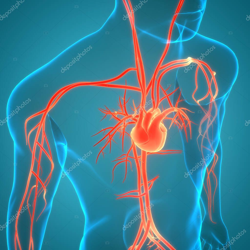 Sistema Circulatorio Humano Anatomía del Corazón. 3D 2023