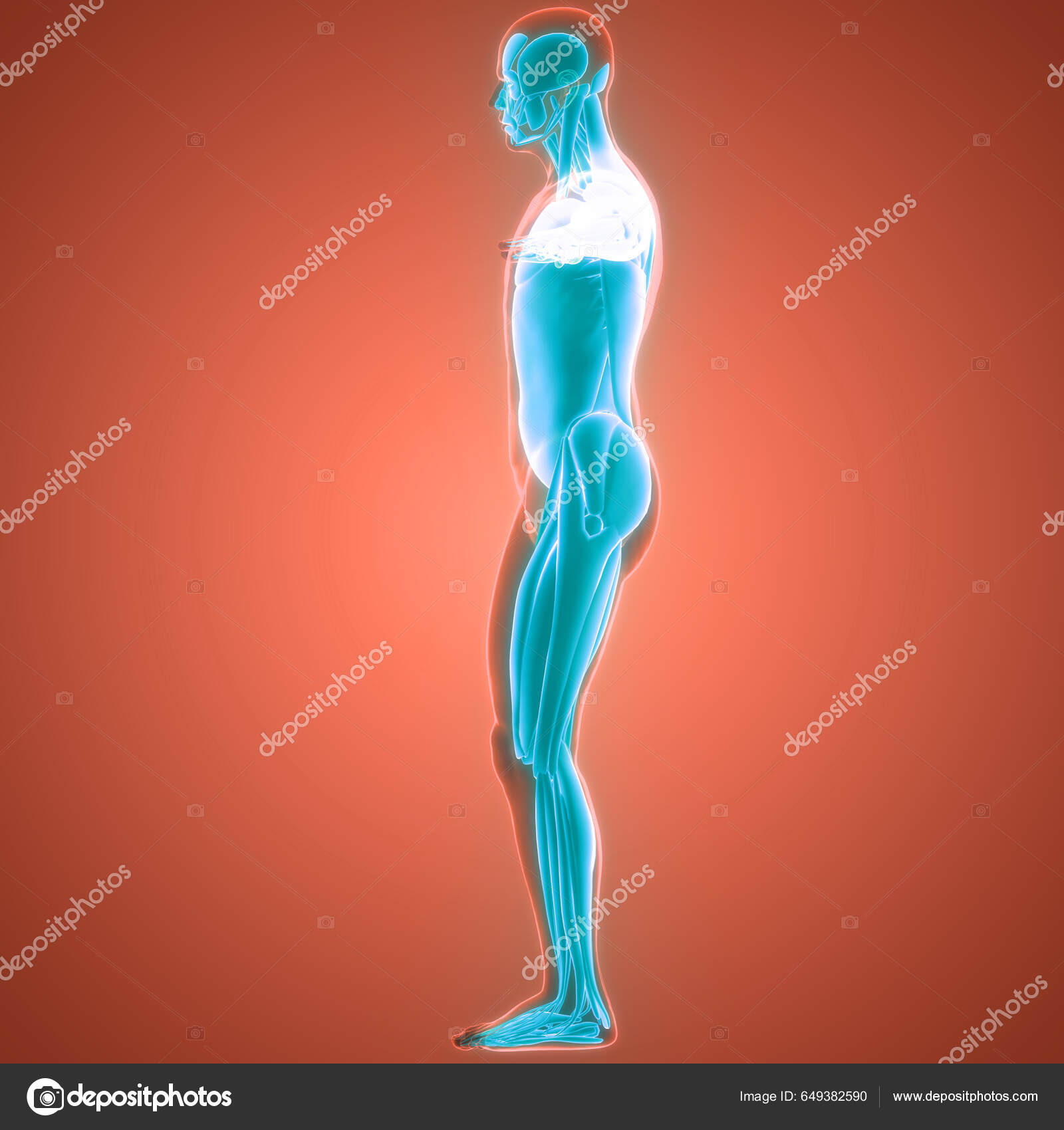 Human Body Muscular System Muscles Anatomy — Stock Photo © magicmine ...