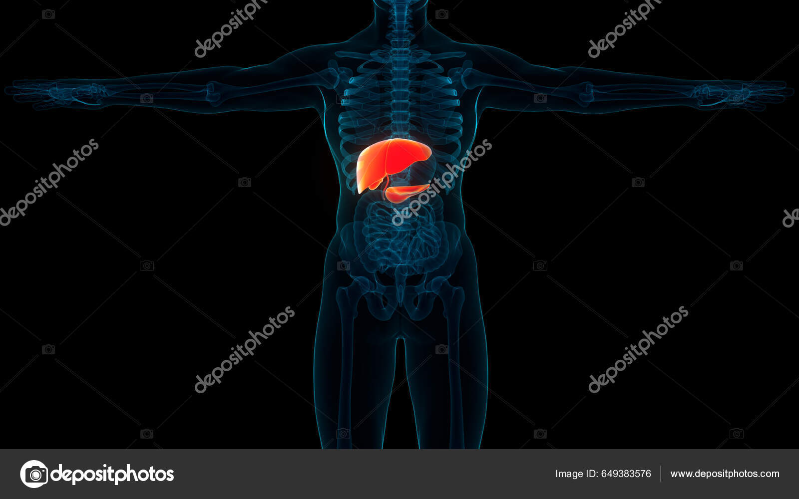 Menneskekroppen Diagram Organer