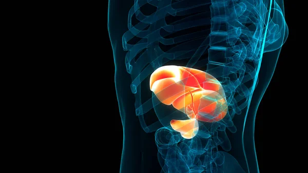 Human Pancreas Images - Search Images on Everypixel