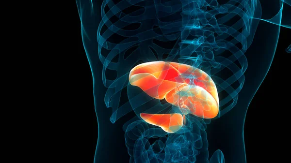 Human Pancreas Images - Search Images on Everypixel