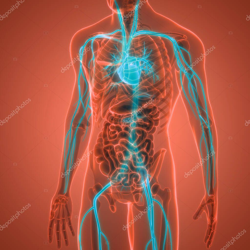 Sistema Circulatorio Humano Anatomía del Corazón. 3D 2023