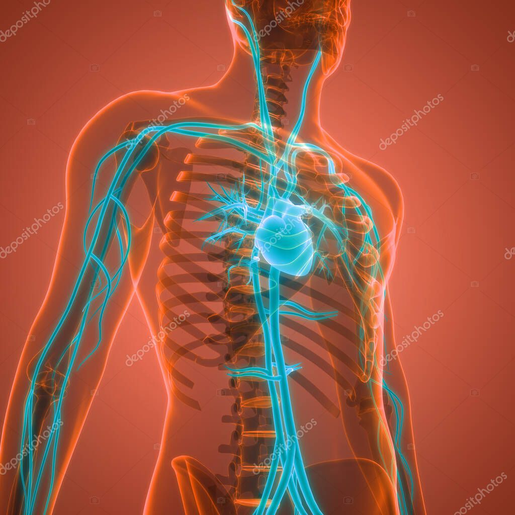 Sistema Circulatorio Humano Anatomía del Corazón. 3D 2023