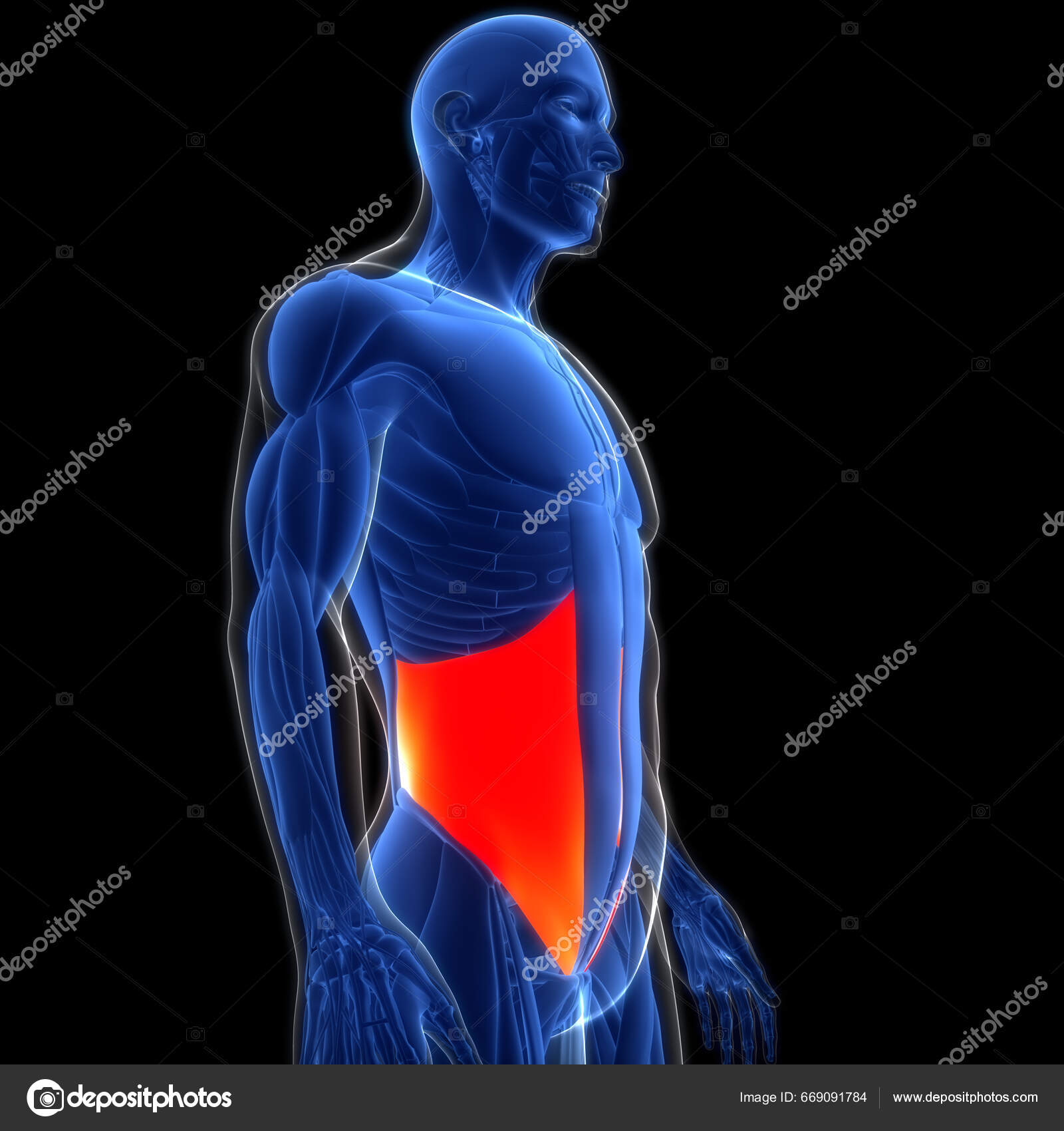 Sistema Muscular Humano Músculos Del Torso Anatomía Interna Los ...