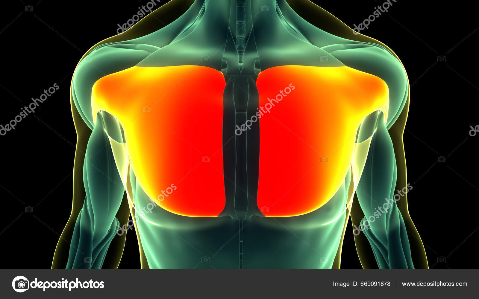 Human Muscular System Torso Muscles Pectoral Muscles Anatomy — Stock ...